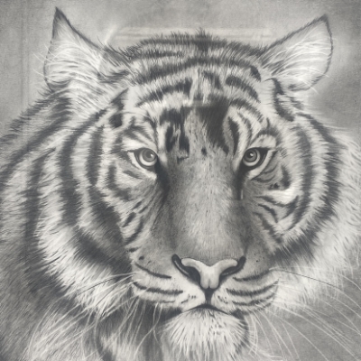 Jan Agee - Tiger #5182